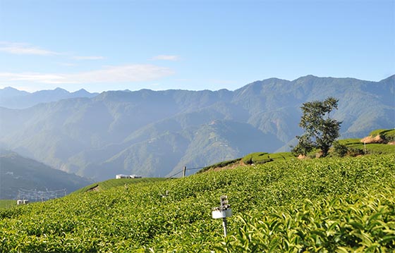 Taiwan High Mountain Tea
