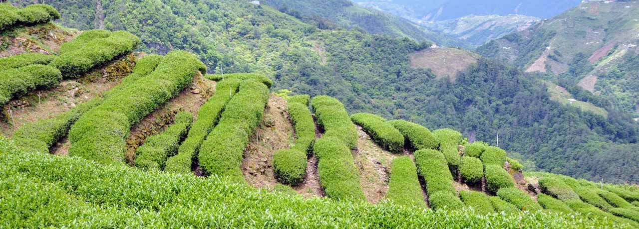 High Mountain Oolong Tea from Taiwan